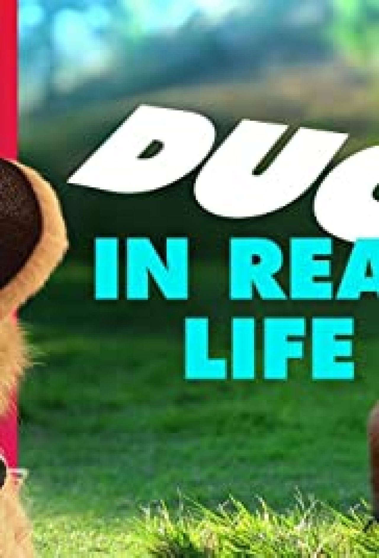 Disney Pixar's Dug the Talking Dog in Real Life - naEKRANIE.pl