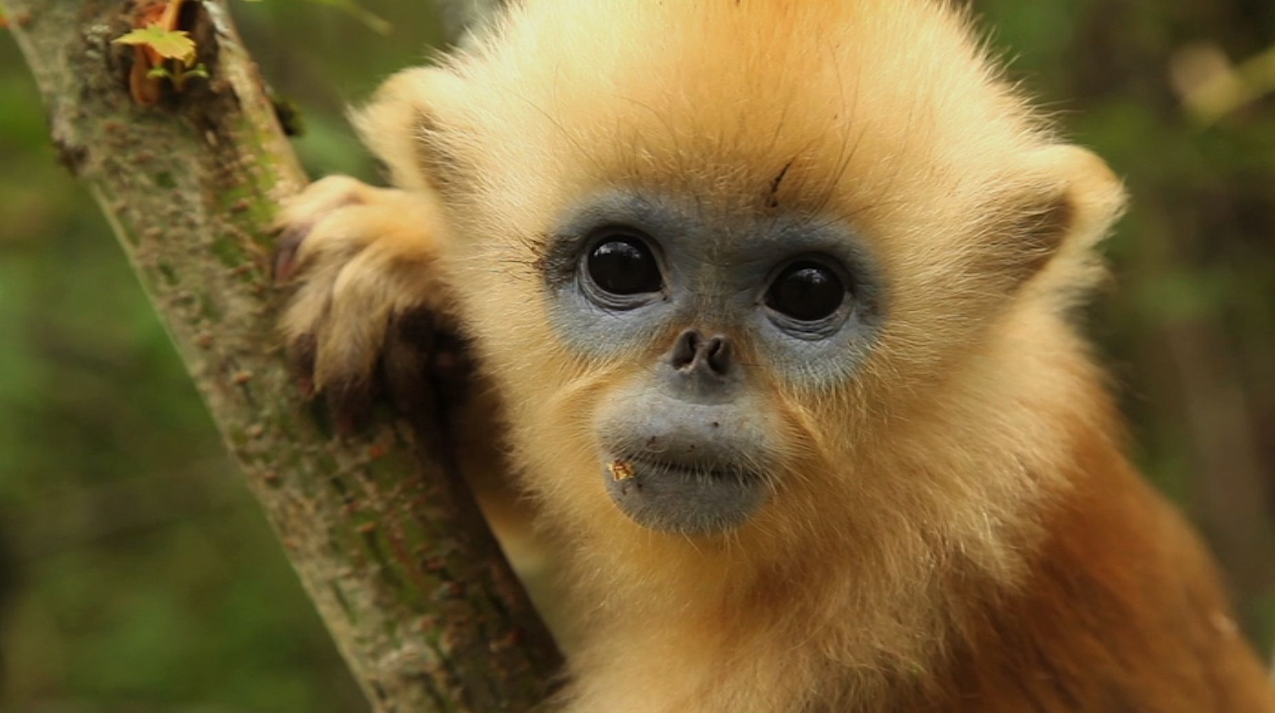 China's Golden Monkeys (2013) - naEKRANIE.pl