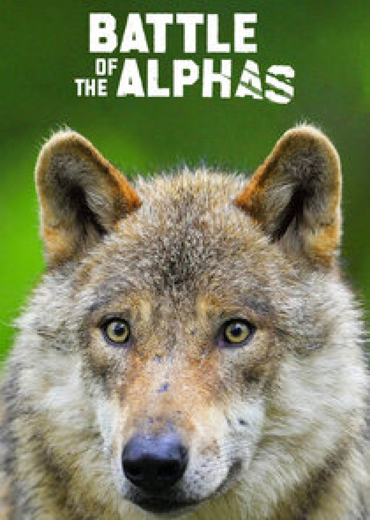 Starcie samców alfa - serial (2021) - naEKRANIE.pl