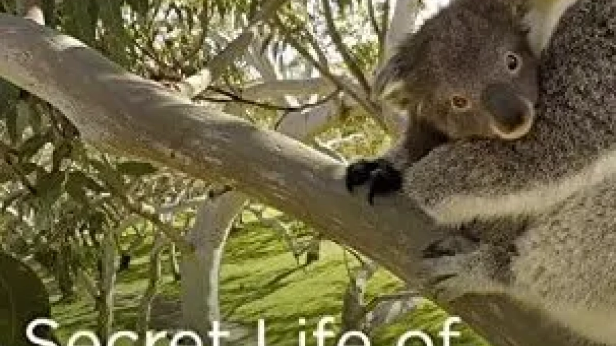 Sekretne życie koali - serial (2016) - naEKRANIE.pl